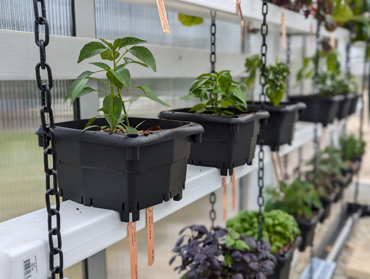 12 Hooch Multi-Bucket Hydroponic System - HydroLand